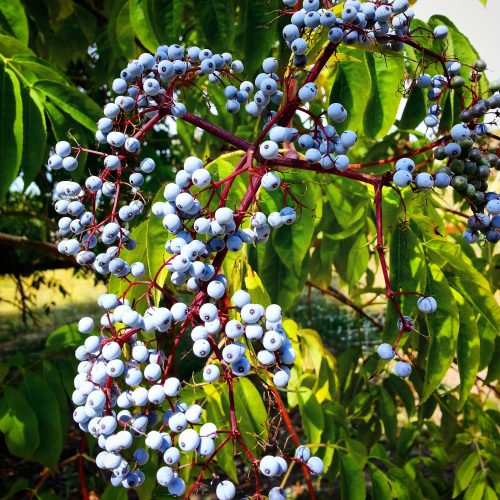 10 Medicinal Trees and Shrubs for the Home Landscape