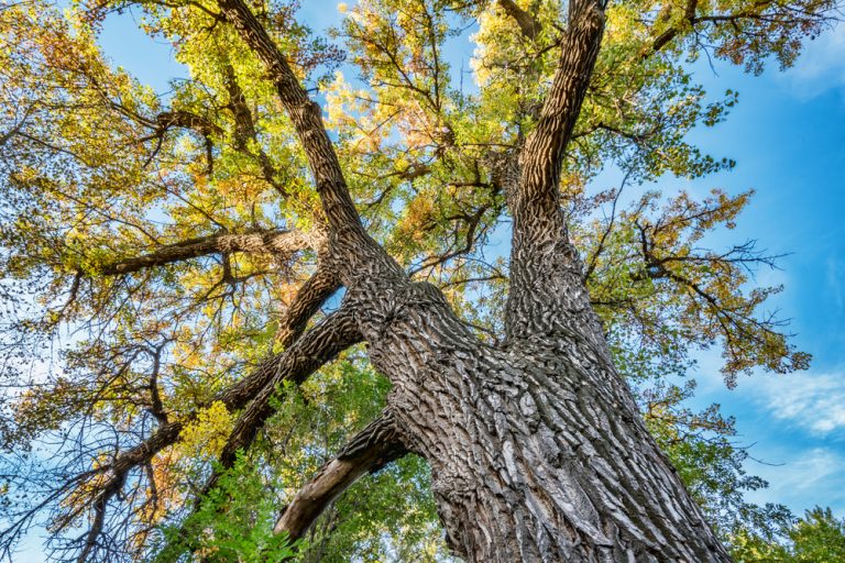Cottonwood Buds: Balm of Gilead & Tincture - Nitty Gritty Life