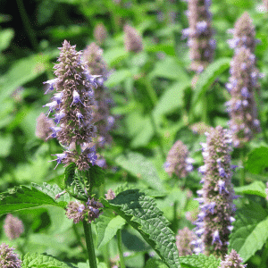 Creating a Medicinal Herb Garden: Growing Herbs for Health & Wellness