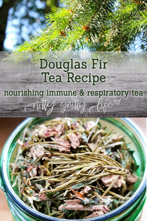 Douglas Fir: Folklore & Medicinal Uses - Nitty Gritty Life