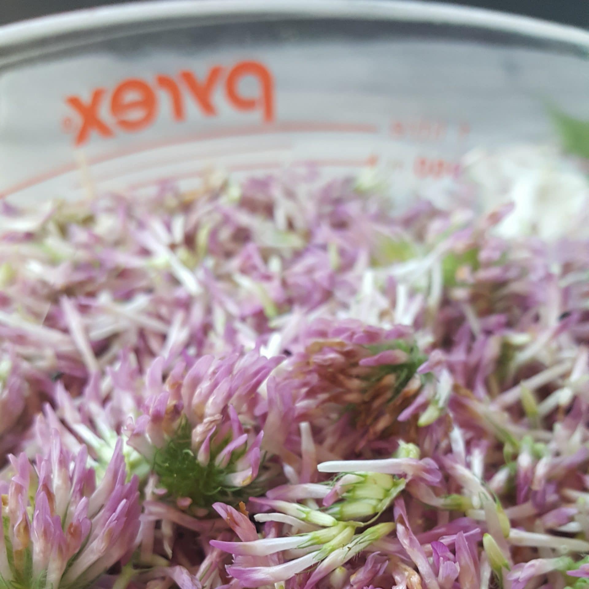 Wonderful Wildflower Jam With Red Clover & Pineapple Weed - Nitty ...