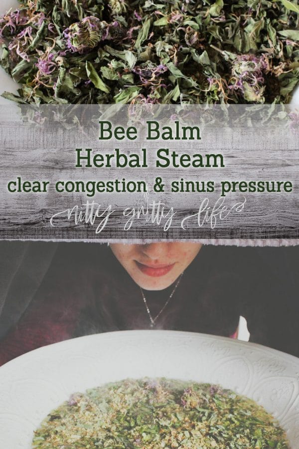 Respiratory Herbs: Bee Balm & Herbal Steam for Congestion