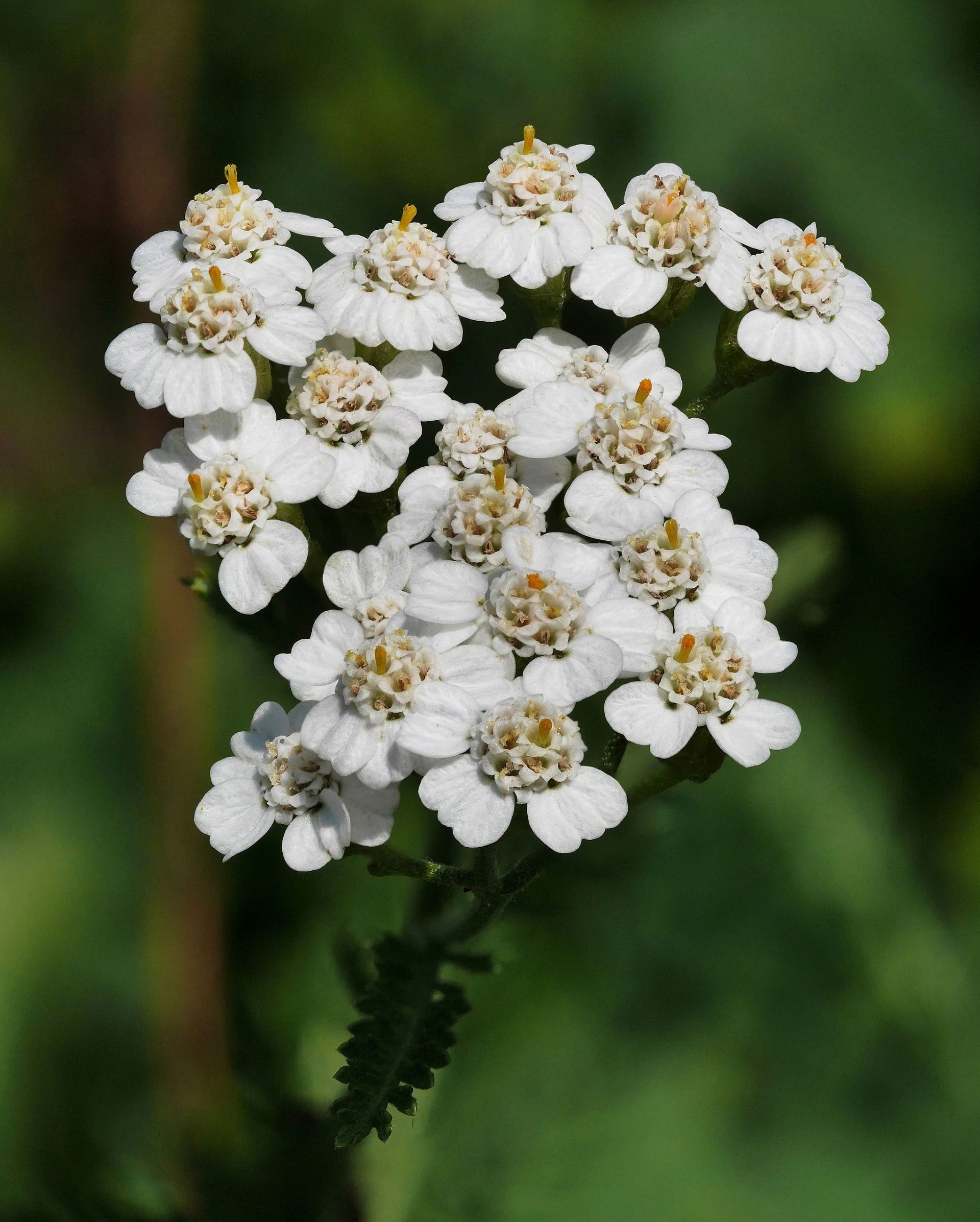 Cardiovascular Herbs: Yarrow for Bleeding & Flow Control