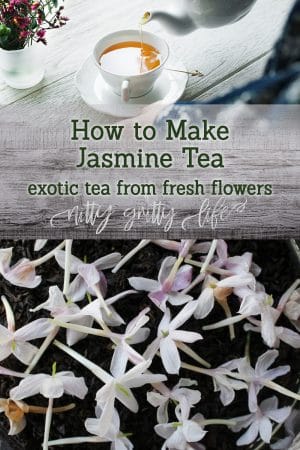 How to Make Exotically Scented Jasmine Tea at Home