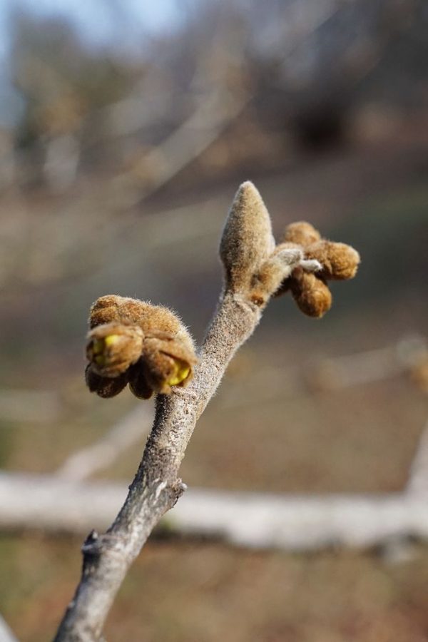 10 Medicinal Trees and Shrubs for the Home Landscape