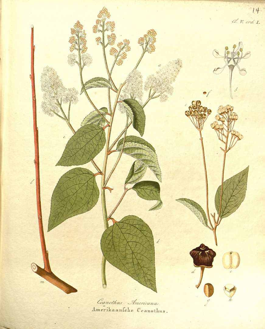 Lymphatic Herbs: Ceanothus, Red Root for Healthy Lymph Function