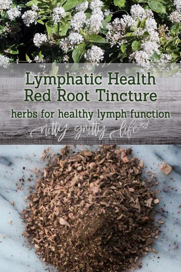Lymphatic Herbs: Ceanothus, Red Root for Healthy Lymph Function
