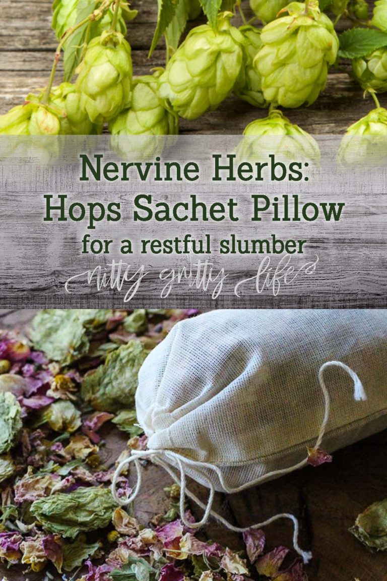 Nervine Herbs: Hops for Relaxation & a Restful Night's Sleep