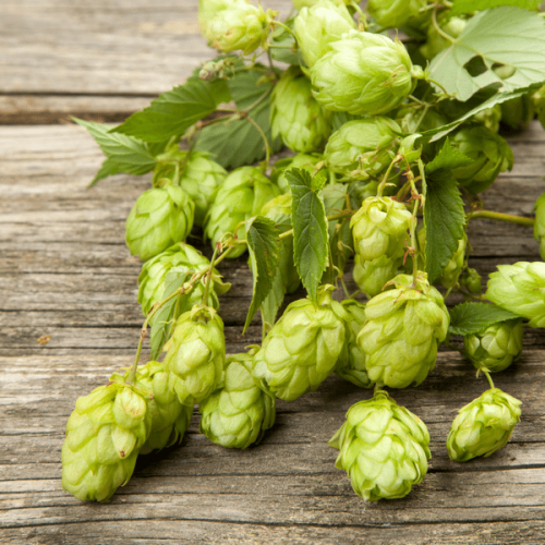Nervine Herbs: Hops for Relaxation & a Restful Night's Sleep
