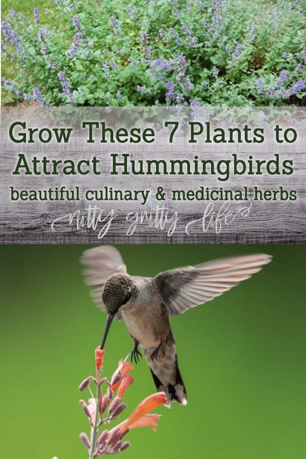 How to Attract Hummingbirds with Culinary & Medicinal Herbs