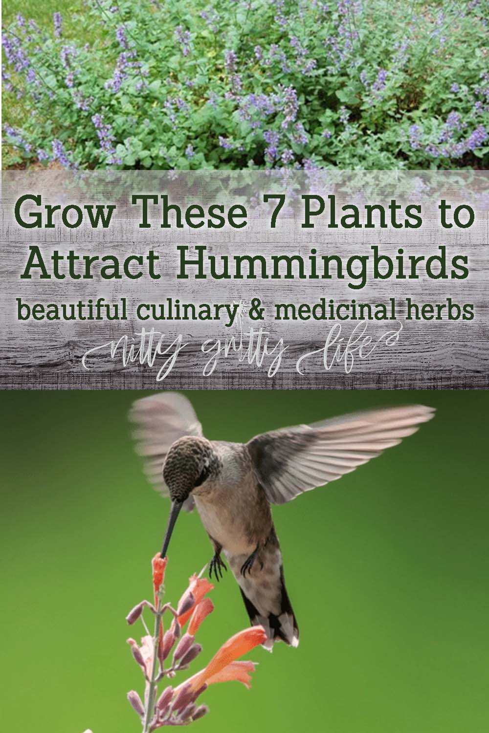 How to Attract Hummingbirds with Culinary & Medicinal Herbs