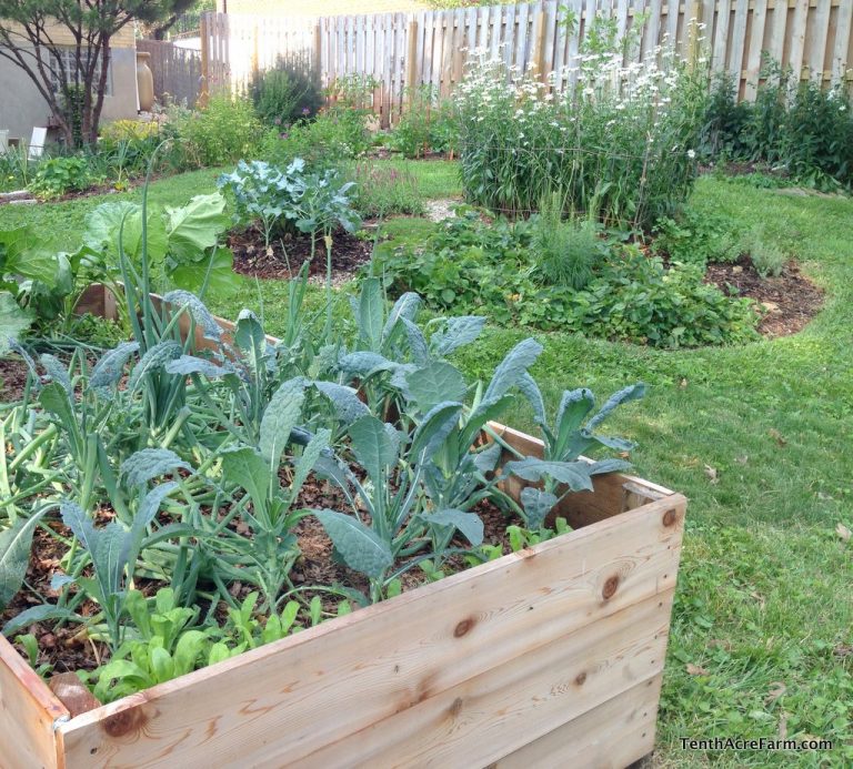 Micro-Farming Techniques for Any Size Yard or Garden