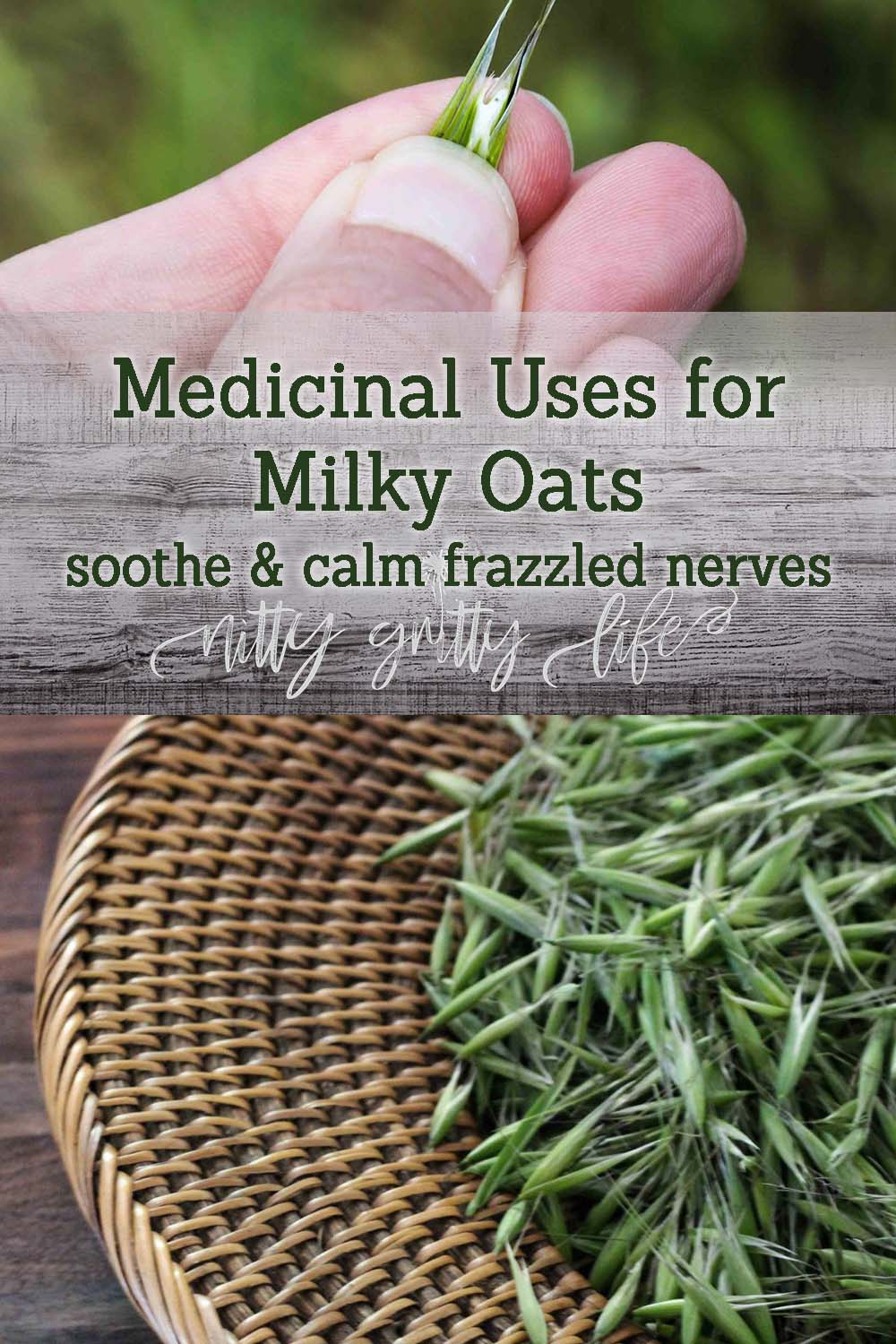 Oats, Milky Oats & Oatstraw: Therapeutic Actions & Medicinal Uses