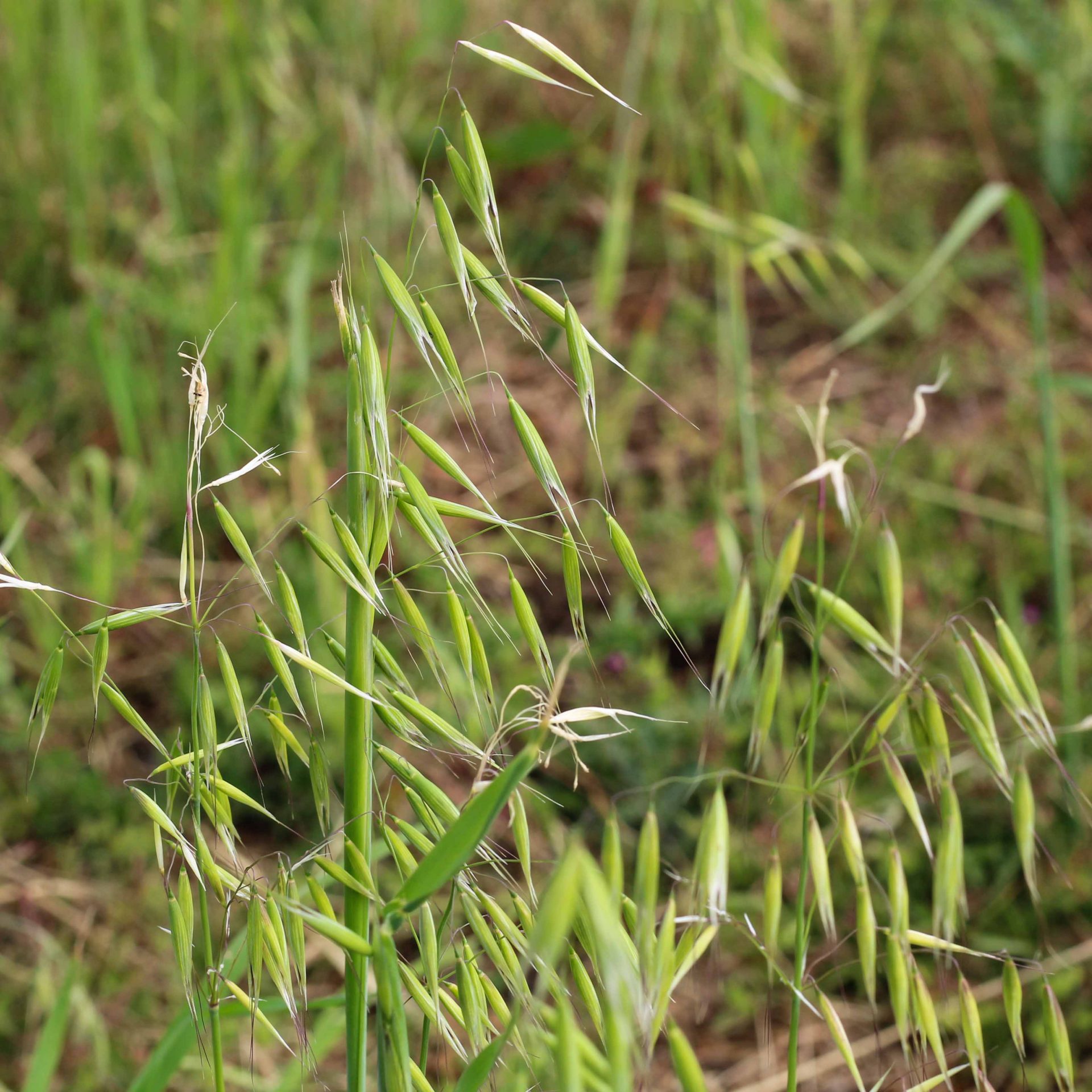 How to Grow, Forage & Harvest Medicinal Oats (Avena sativa)