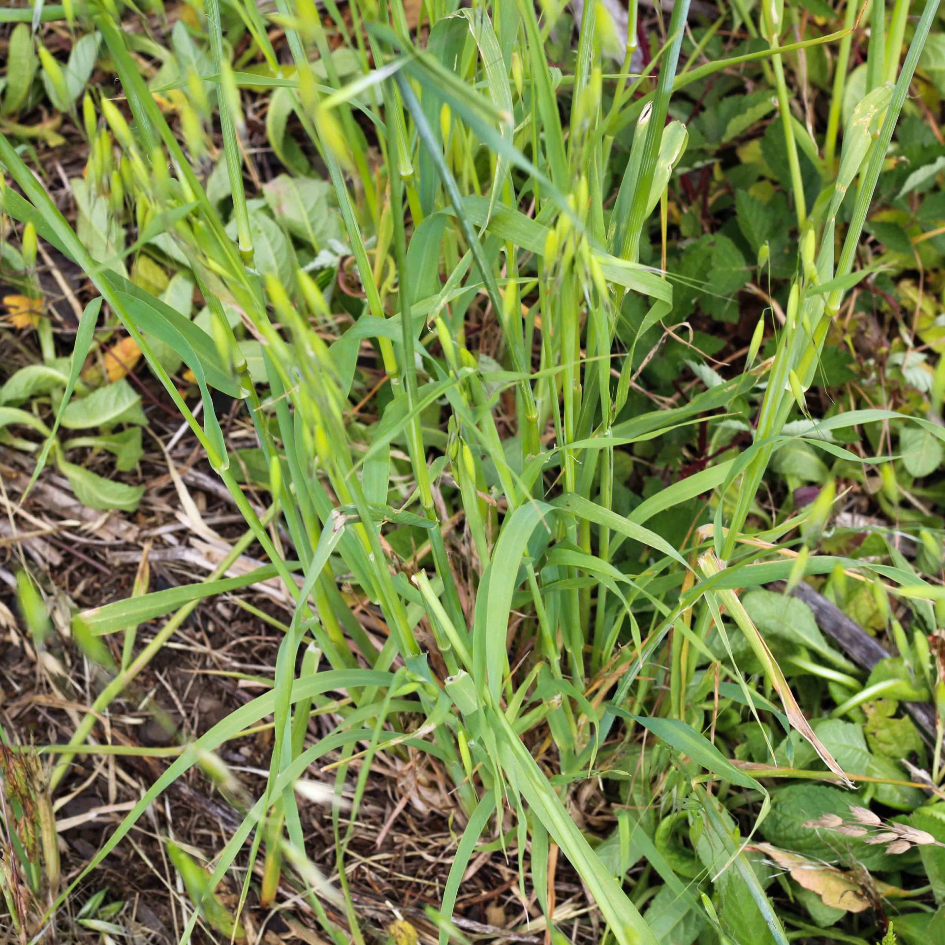 How to Grow, Forage & Harvest Medicinal Oats (Avena sativa)