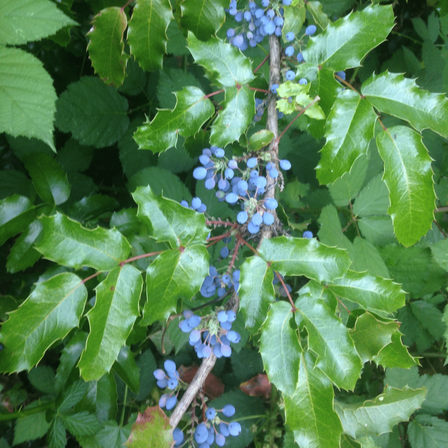 How to Grow & Forage Oregon Grape (Mahonia aquifolium)