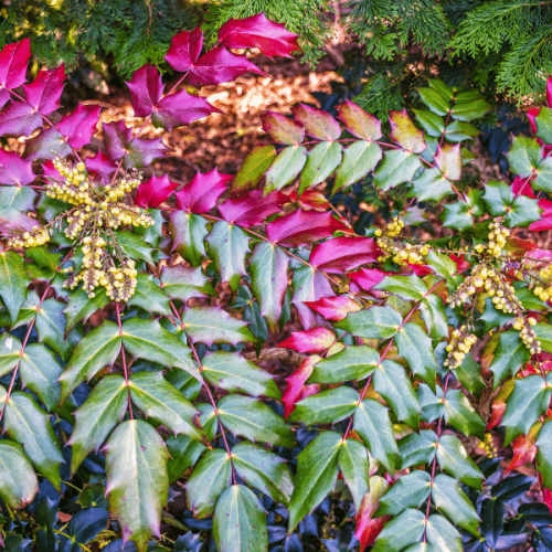 How to Grow & Forage Oregon Grape (Mahonia aquifolium)