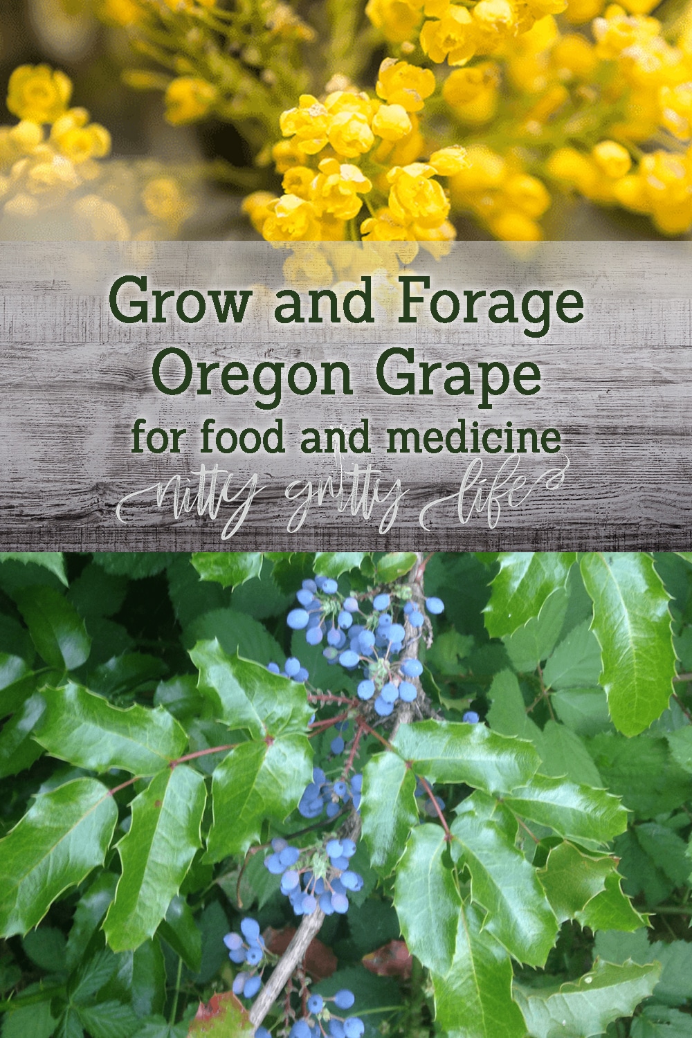 How to Grow & Forage Oregon Grape (Mahonia aquifolium)