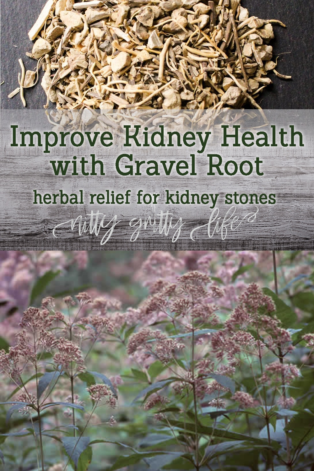 Urinary Herbs: Gravel Root for Kidney Health & Stone Relief