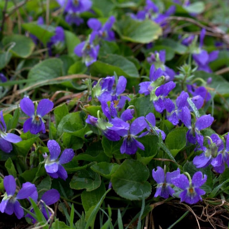 Wild Spring Herbs: 5 Wild Plants to Forage for Food & Medicine