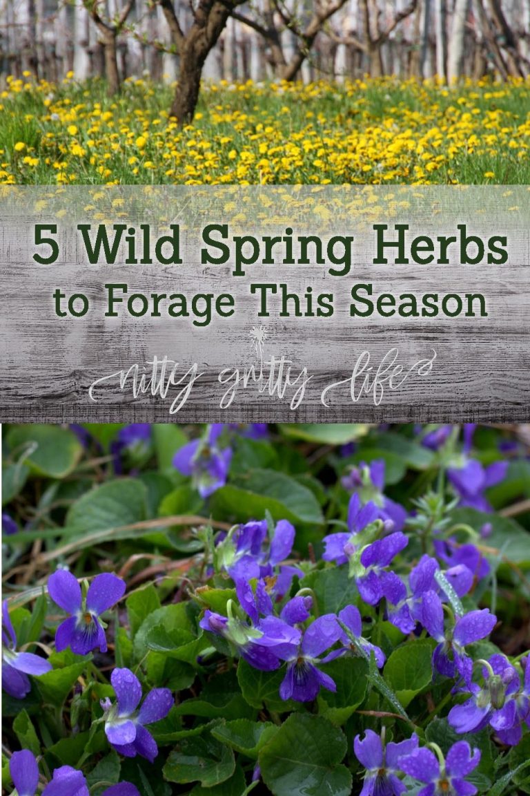 Wild Spring Herbs: 5 Wild Plants to Forage for Food & Medicine