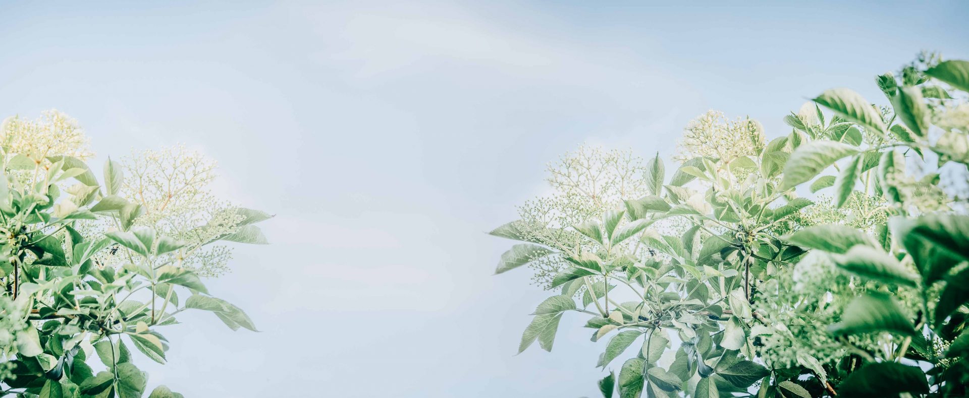 Cool Herbs for Warm Months: An E-Course to Keep You Cool, Calm ...