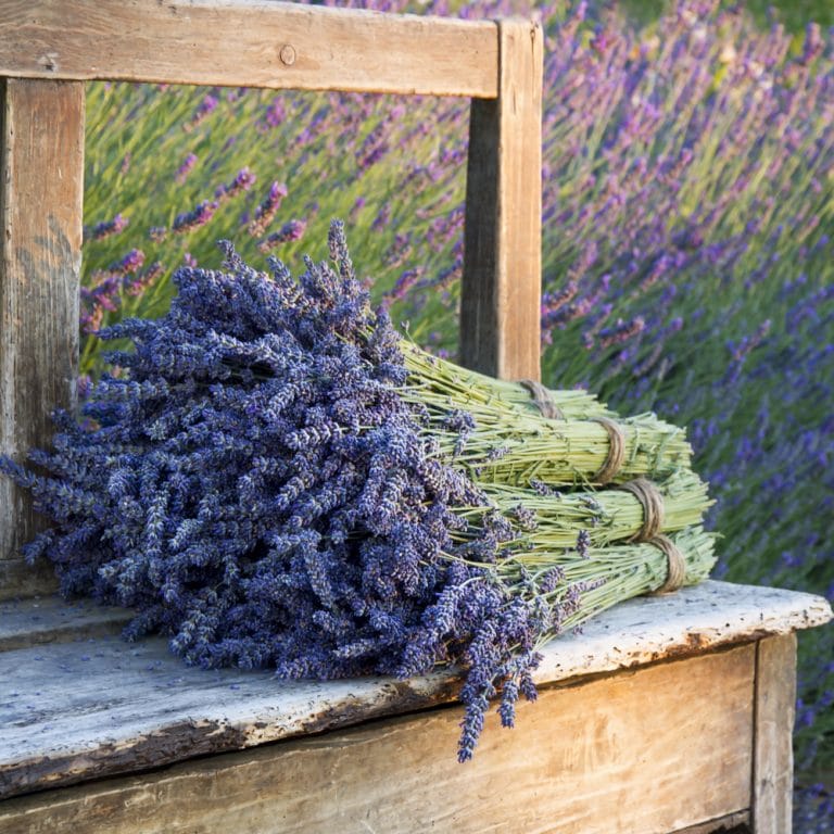 Five Types of Lavender & Why You Should Plant Them - Nitty Gritty Life