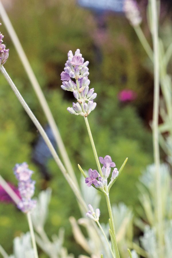 The Medicinal Uses & Health Benefits of Lavender