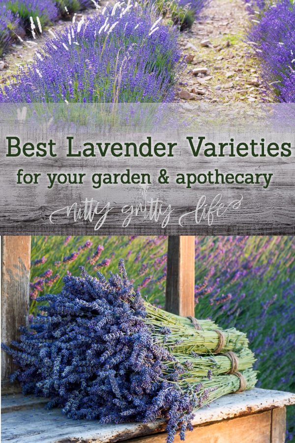 Five Types of Lavender & Why You Should Plant Them - Nitty Gritty Life