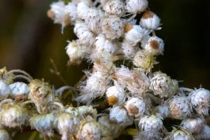 Pearly Everlasting: Medicinal Uses & Health Benefits