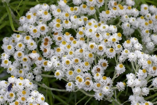 Pearly Everlasting: Medicinal Uses & Health Benefits