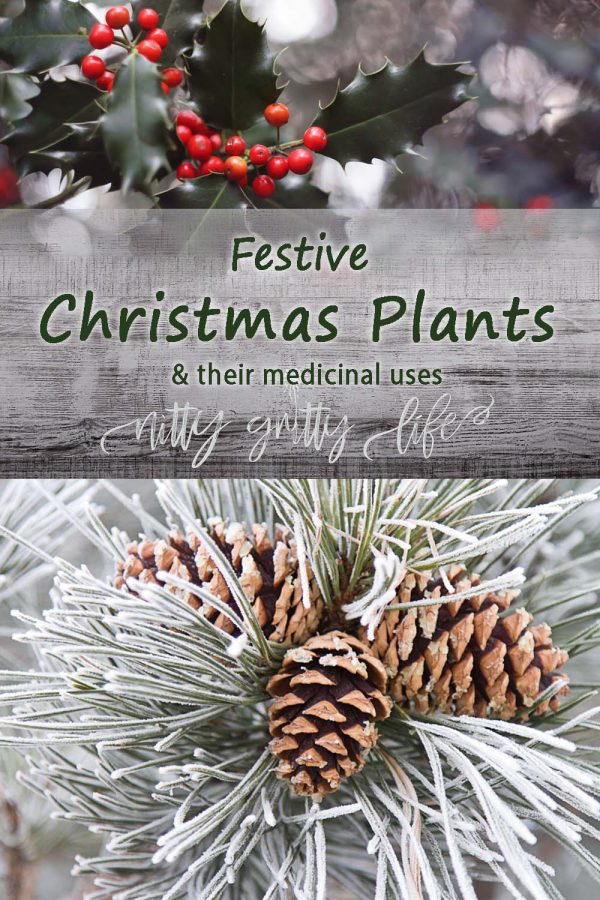 Festive Popular Christmas Plants & Their Medicinal Uses - Nitty Gritty Life