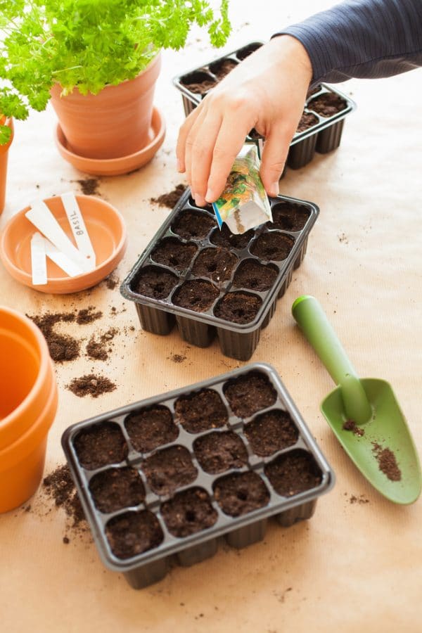 Understanding Seed Packets for Sowing Success & Flourishing Gardens