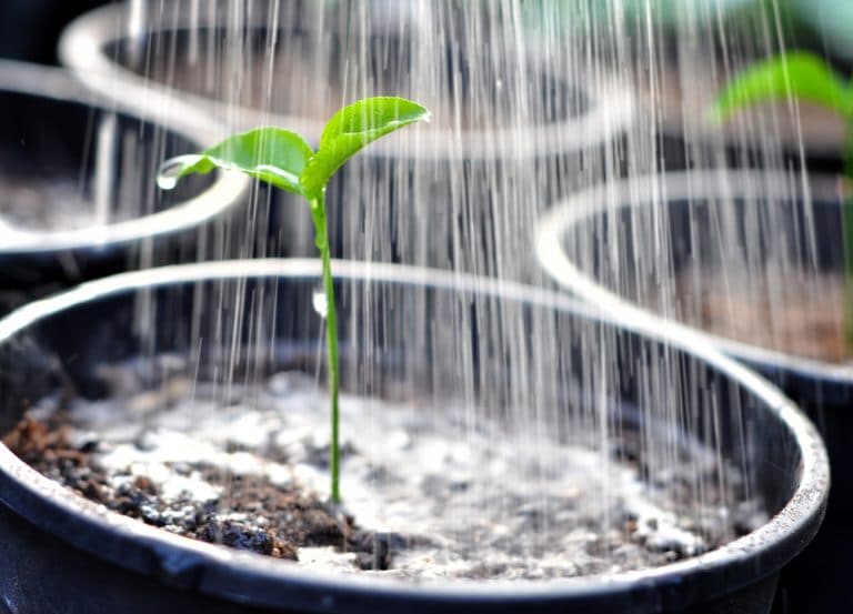 Understanding Seed Packets for Sowing Success & Flourishing Gardens