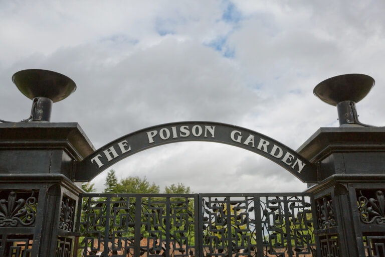 The Poison Garden: Toxic Herbs in Your Own Backyard - Nitty Gritty Life